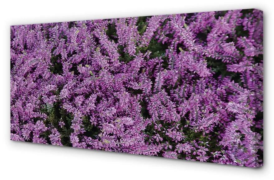 Obrazy na plátně fialové květy 120x60 cm