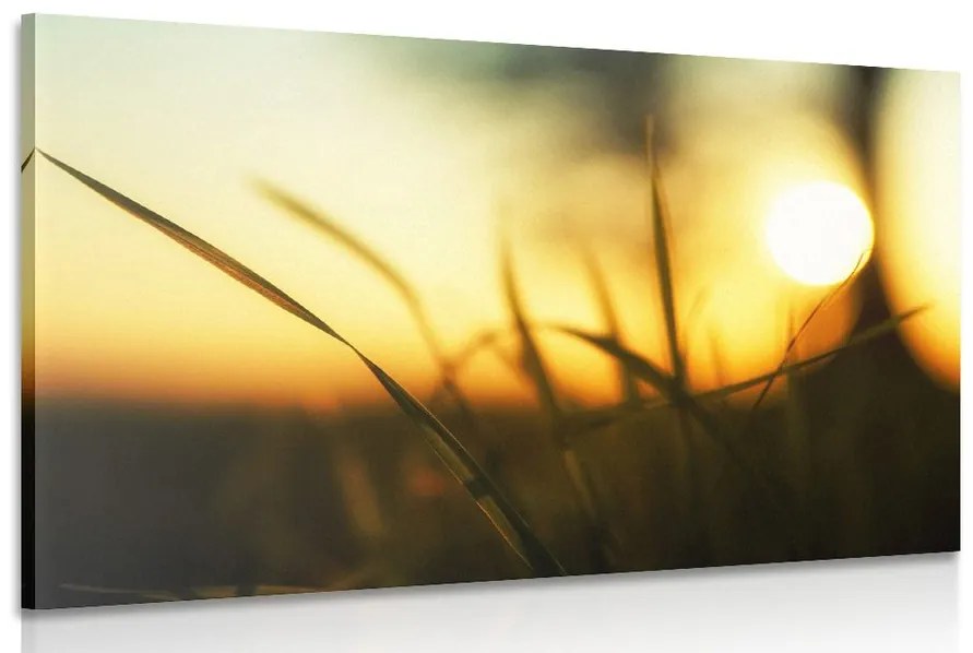 Obraz zapadající slunce v trávě