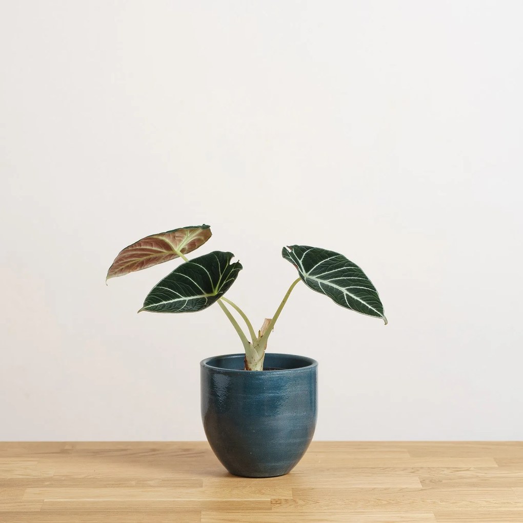 Alocasia Black Velvet