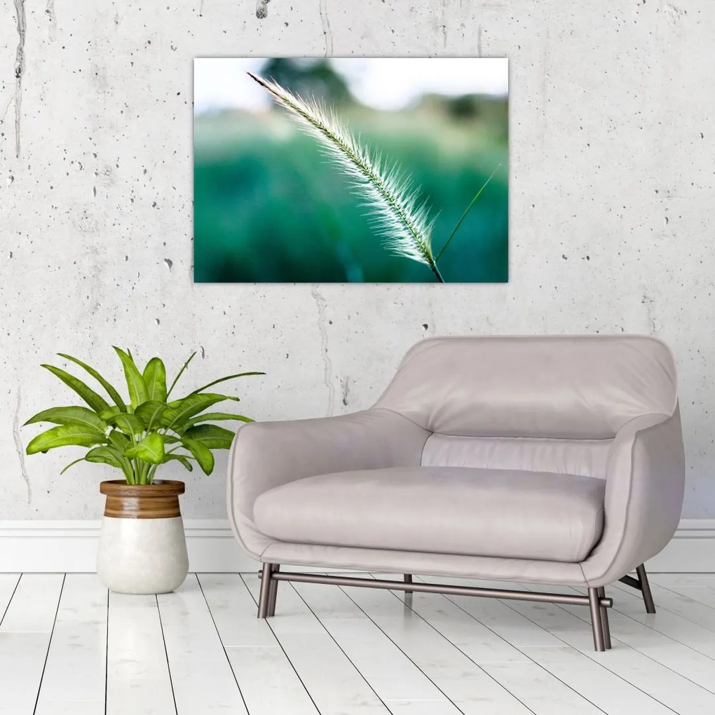 Skleněný obraz stébla trávy (70x50 cm)