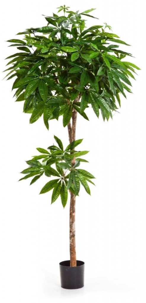 Pachira umělá V 150 cm