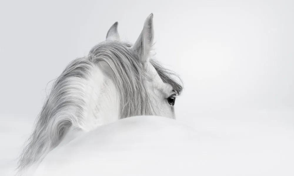 Vícedílný obraz Andaluský Kůň V Mlze Nedostatek Nedostatek Plátno Canvas 150x90