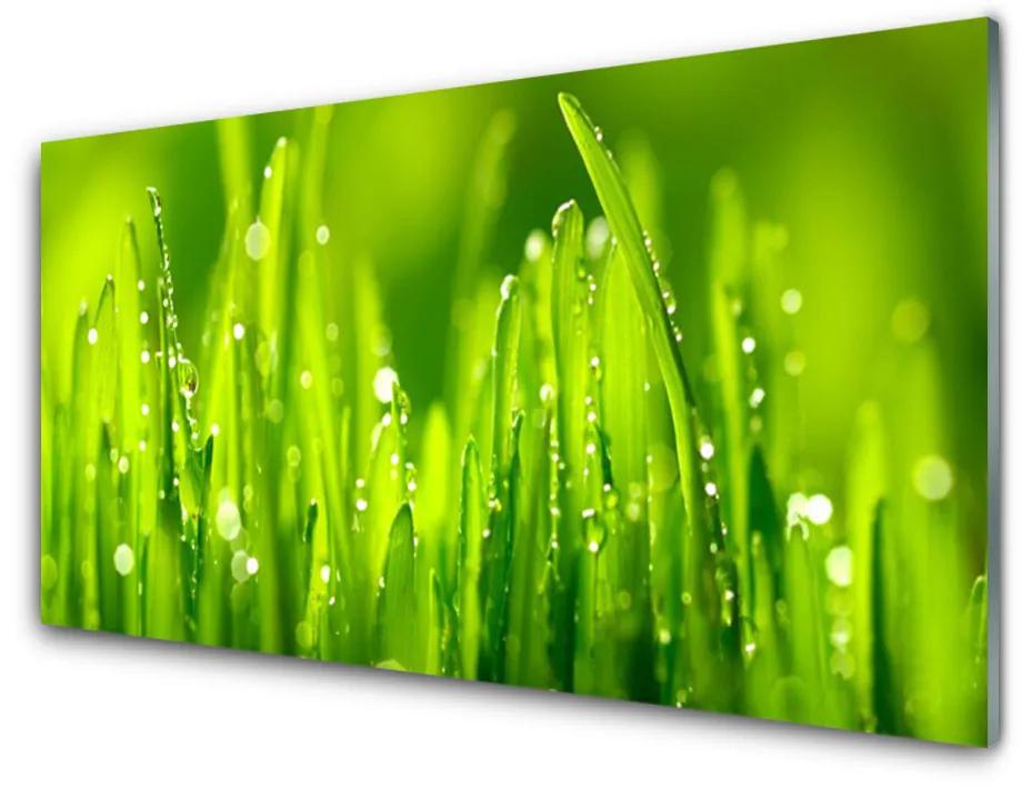 Obraz na skle Zelená Tráva Kapky Rosy 140x70 cm