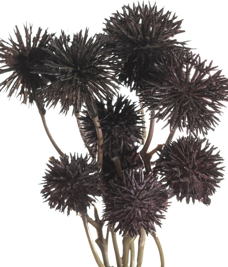 Kytice Kraspedia 30cm deep brown