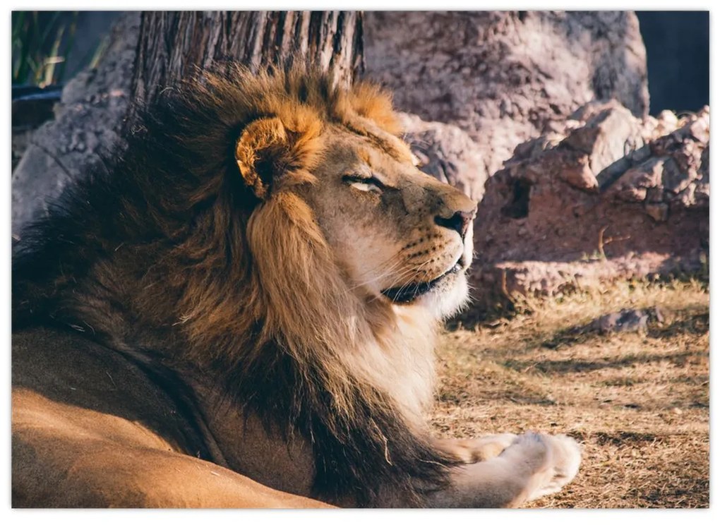 Skleněný obraz ležícího lva (70x50 cm)