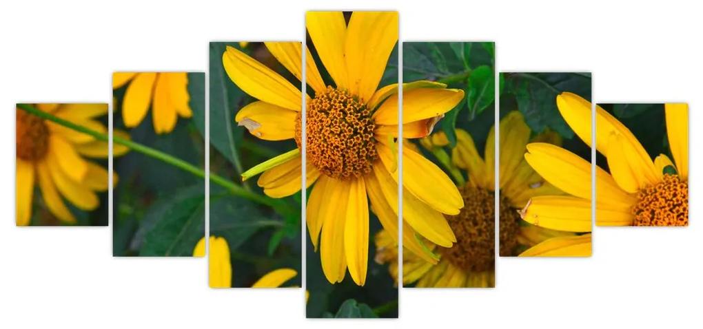 Obraz žlutých květin (210x100 cm)