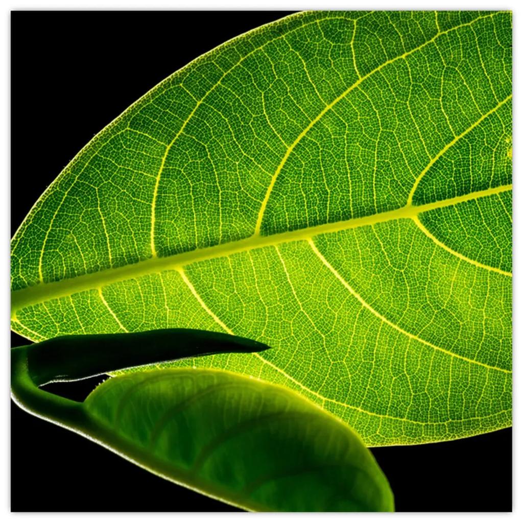 Obraz - zelený list (30x30 cm)