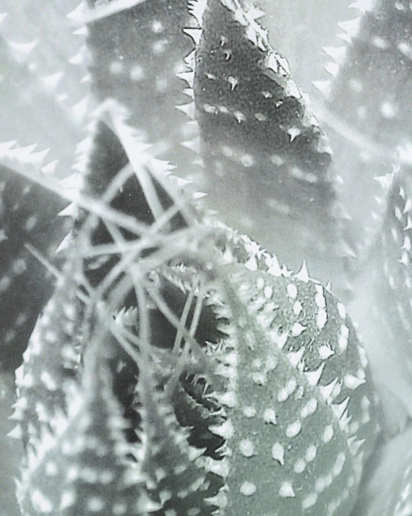 Obraz Succulents III 40x50xcm