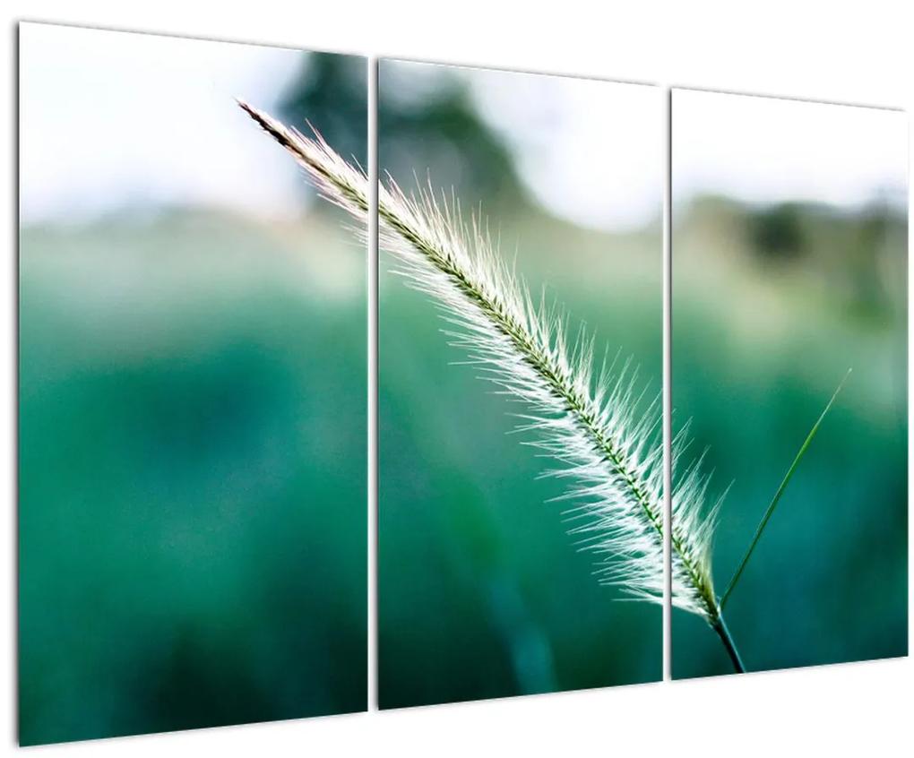 Obraz stébla trávy (120x80 cm), 40 dalších rozměrů