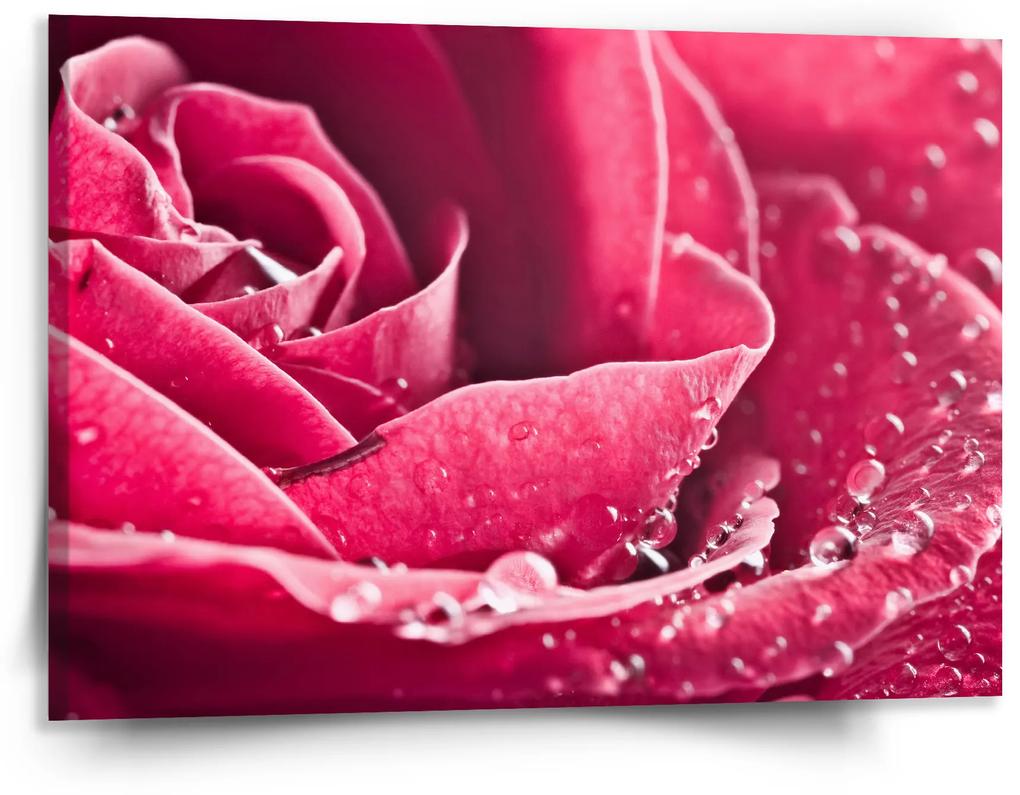 Obraz - Detail růže 50x50 cm