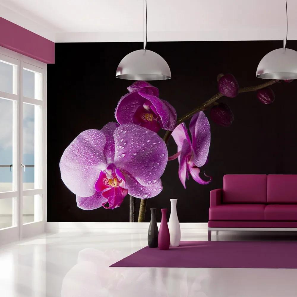 Fototapeta Elegantní orchidej - stylish Orchis