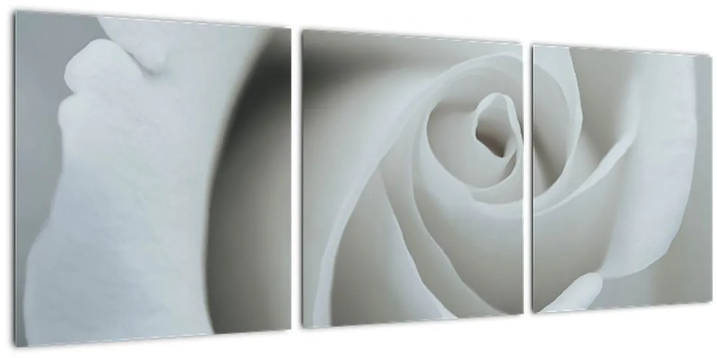 Obraz - Bílá růže (90x30 cm), 40 dalších rozměrů