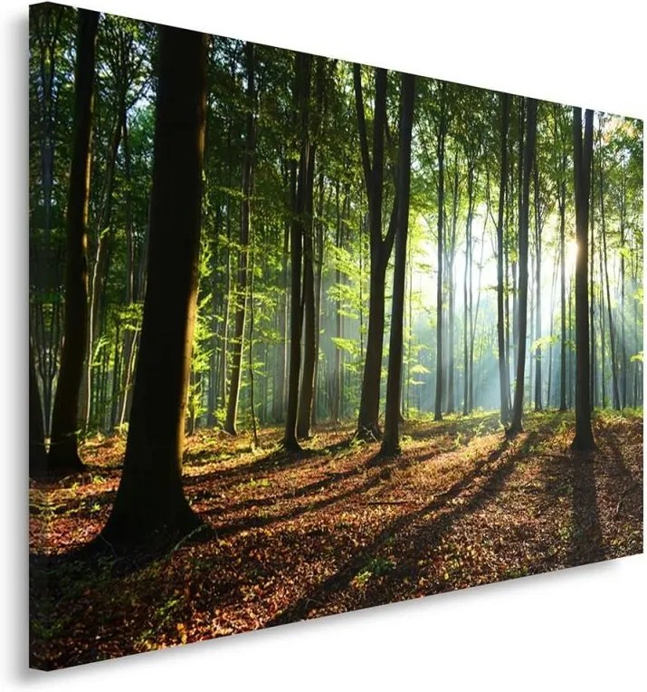 CARO Obraz na plátně - The Sun'S Rays In The Forest 40x30 cm