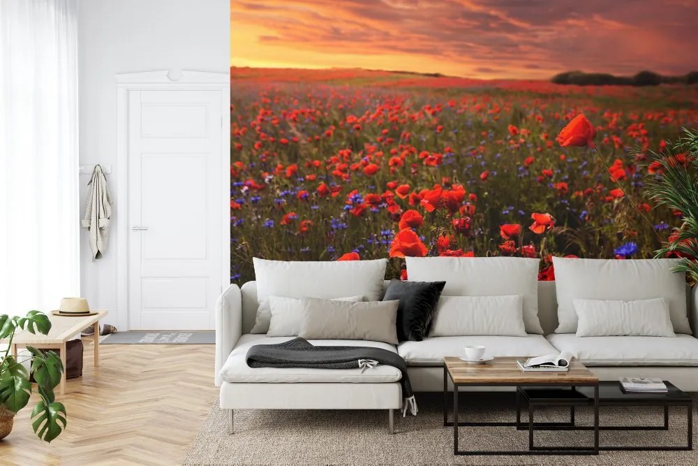 Fototapeta Poppy Field Hladký vinyl 254x184