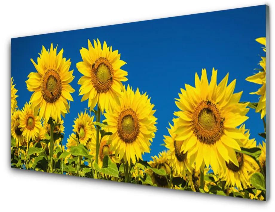 Obraz na skle Slunečníce Rostlina 125x50 cm