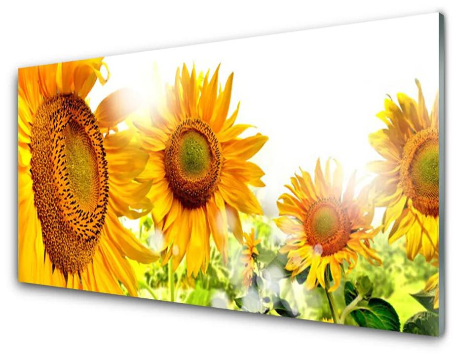 Obraz na skle Slunečnice Květ Rostlina 140x70 cm