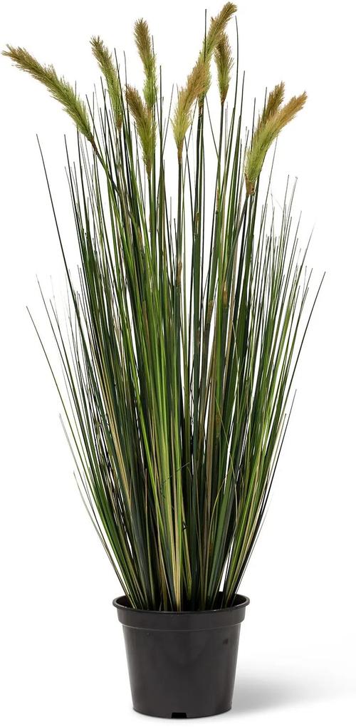 Psárka (Foxtail Gras), 90 cm