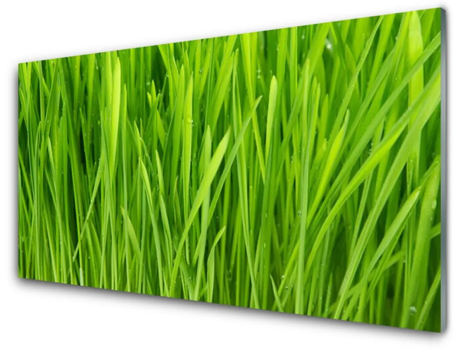 Obraz na skle Tráva Rostlina Příroda 100x50 cm
