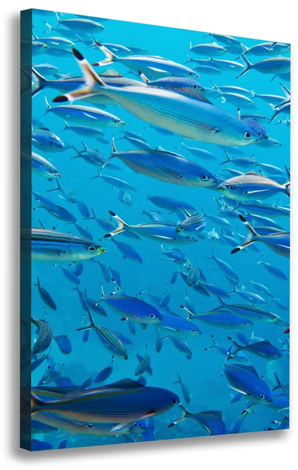 Wallmuralia Foto obraz canvas Korálové ryby 70x100 cm