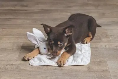Beeztees Cuddle Dimpie 31cm / Mazlící dečka