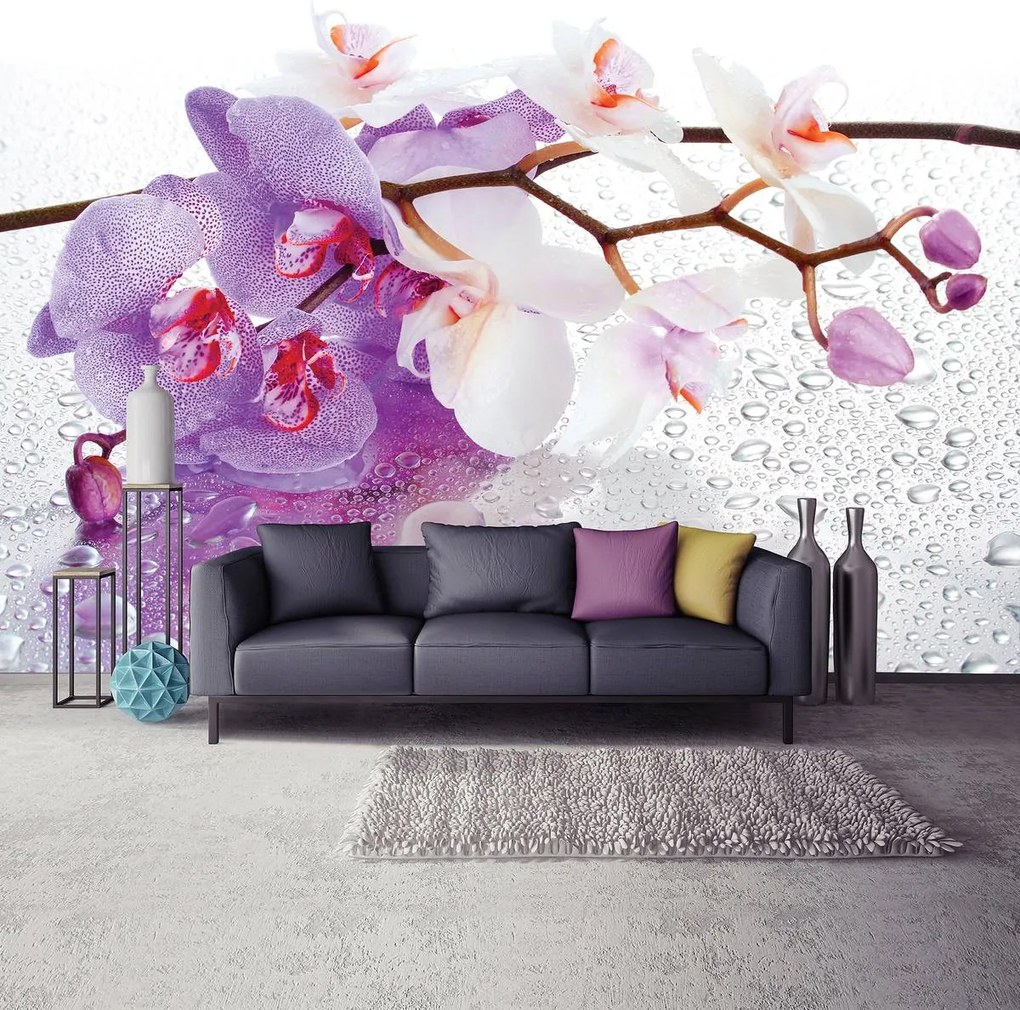 Fototapeta - Orchideje (152,5x104 cm)