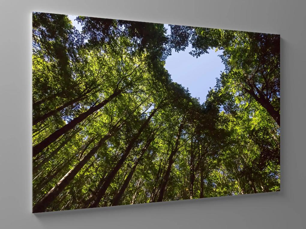 Liox Obraz srdce v korunách stromů Rozměr: 60 x 40 cm