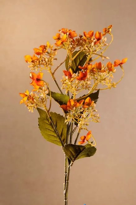 Paramit DRY WILD HYDRANGEA Aranžovací květina oranžová 62 cm