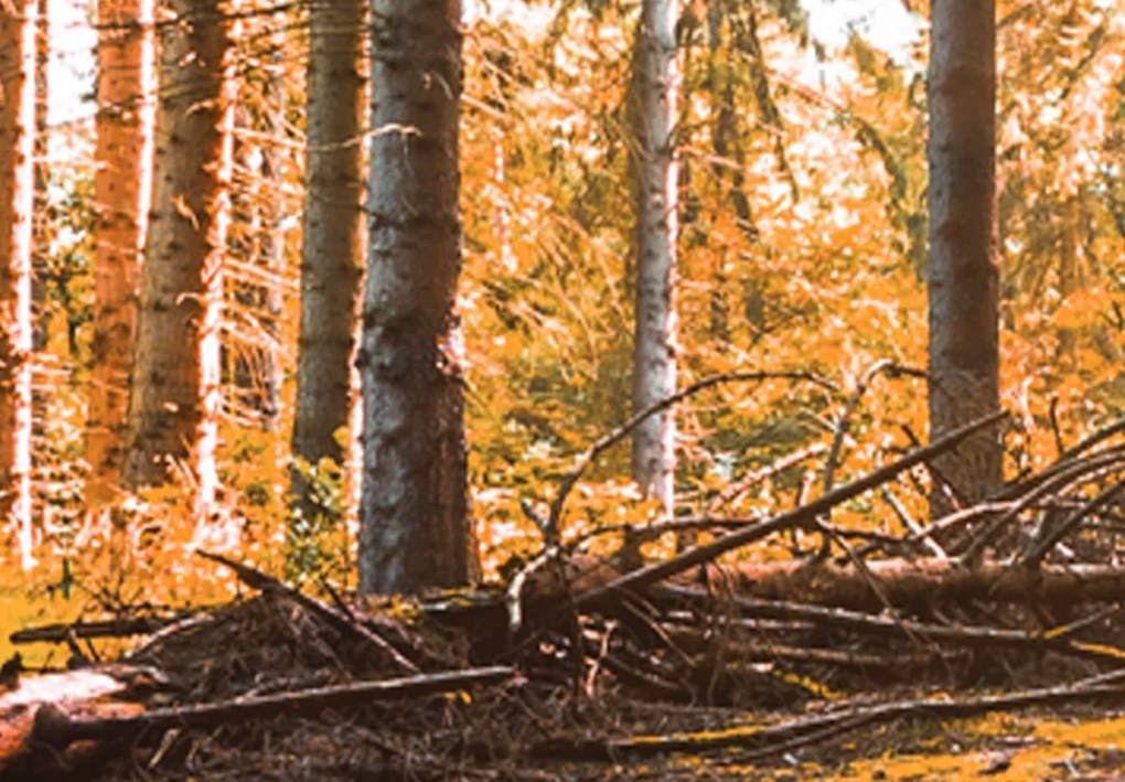 Obraz ráno v lese + háčky a hřebíčky ZDARMA Velikost (šířka x výška): 150x60 cm