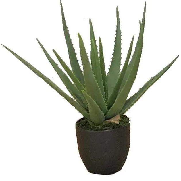 Hrnková rostlina - Aloe S