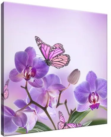 Tištěný obraz Jemný motýl 30x30cm 2044A_1AI