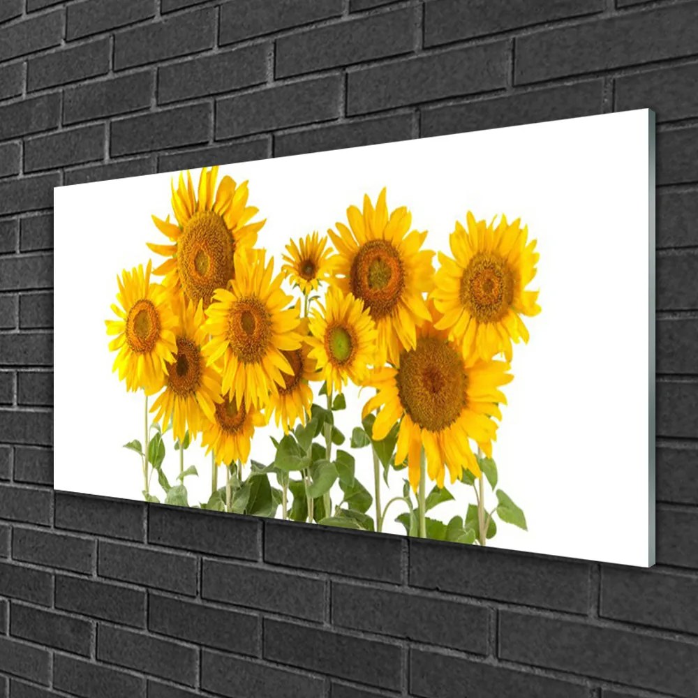 Obraz na skle Slunečnice 140x70 cm