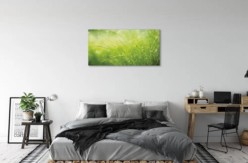 Obrazy na plátně Tráva kapky rosy 100x50 cm