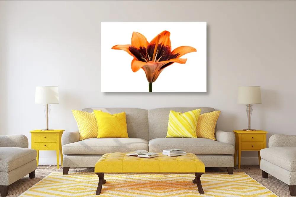Obraz oranžová lilie Varianta: 60x40