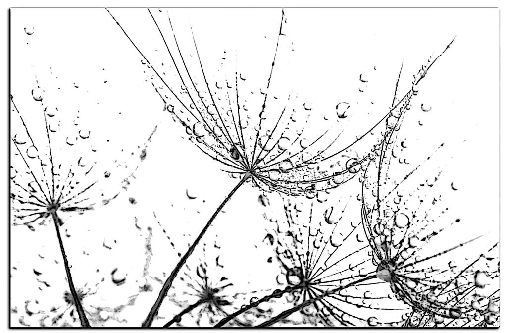 Obraz na plátně - Pampelišková semínka s kapkami vody 1202QA (75x50 cm)