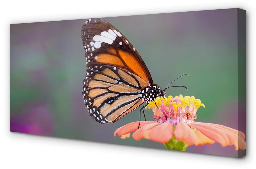 Obrazy na plátně Barevný motýl květina 100x50cm