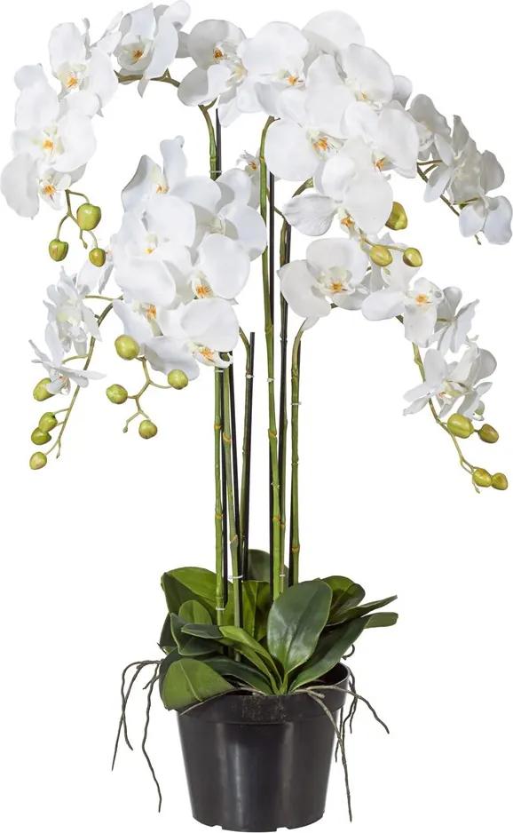 Gasper Orchidej Phalenopsis 90cm bílá