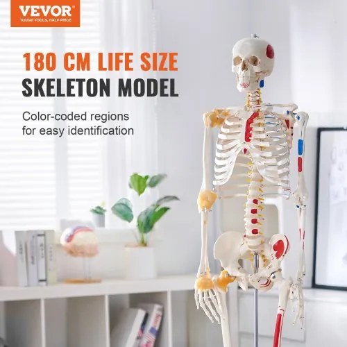 Model lidské kostry pro anatomii, 182 cm životní velikost