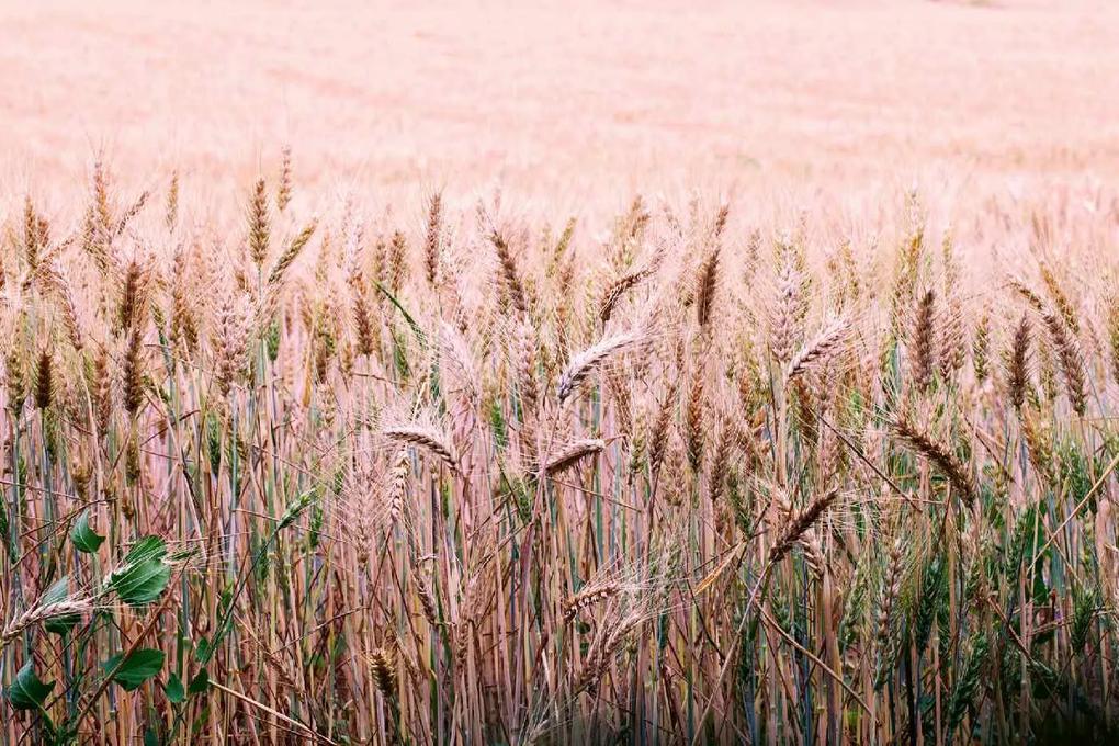 DIMEX | Samolepicí vliesová fototapeta na zeď Pšeničné pole MA-5-1715 | 375 x 250 cm | zelená, krémová, hnědá