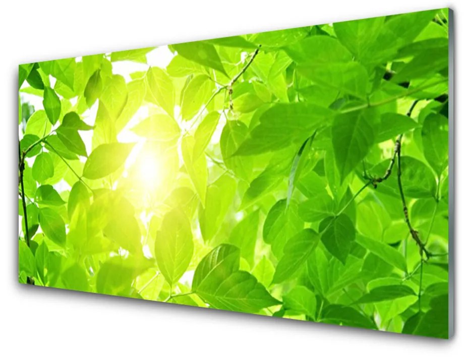 akrylový obraz Listy Příroda Slunce Rostlina 100x50 cm