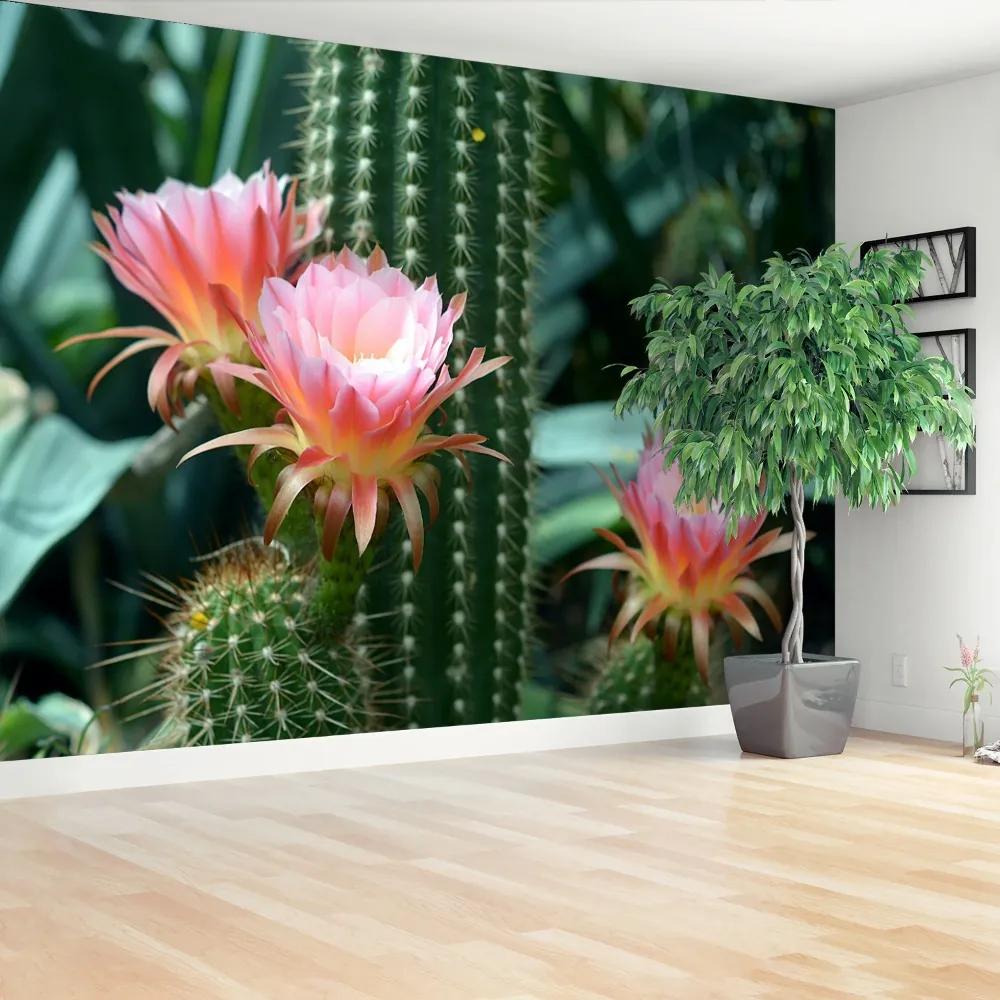Fototapeta Kaktusový květ