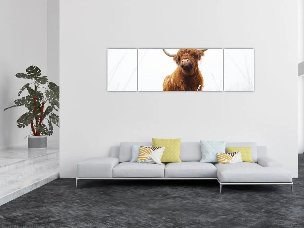 Obraz - Skotská kráva (170x50 cm)