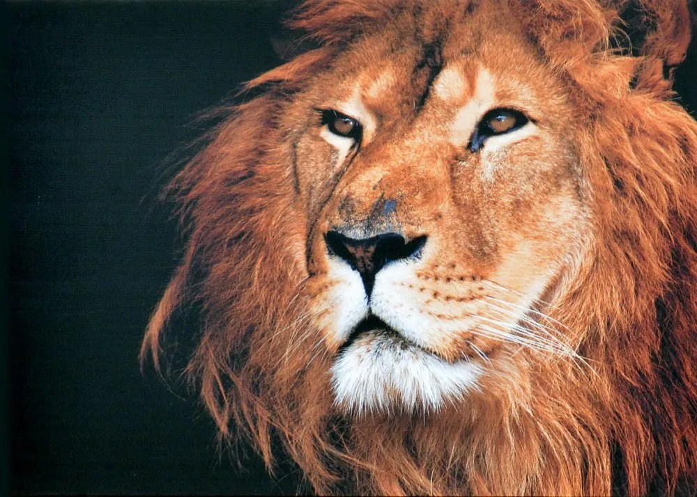 Falc Obraz na plátně - Lví hříva, 50x70 cm