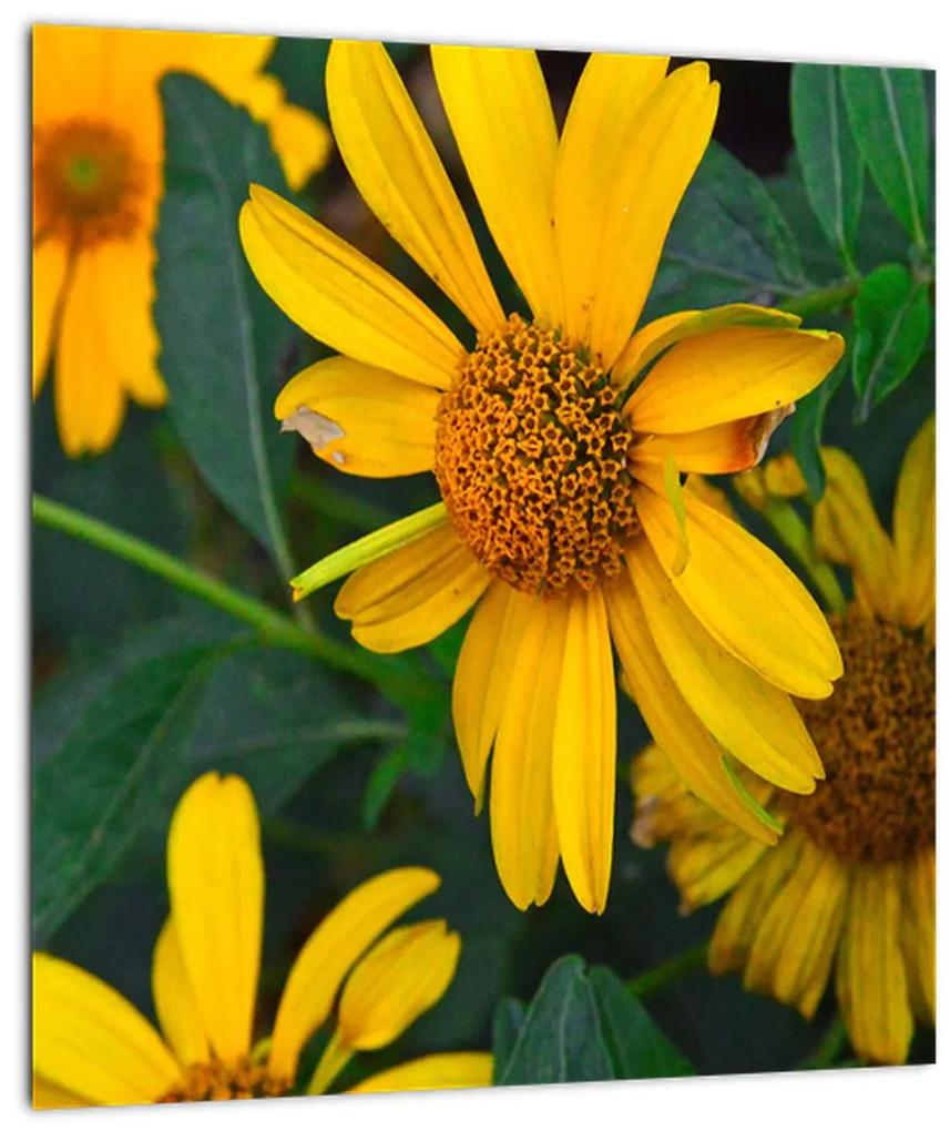 Obraz žlutých květin (30x30 cm)