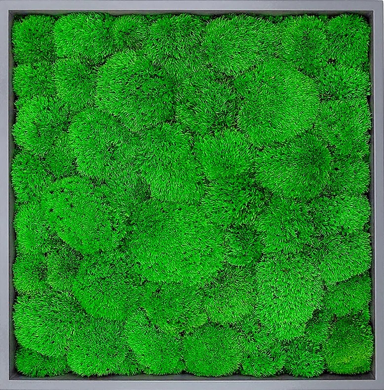 Mechdekor Mechový Obraz 56x56 cm Světle zelený kopečkový mech v dřevěném úzkém rámu šedé barvy