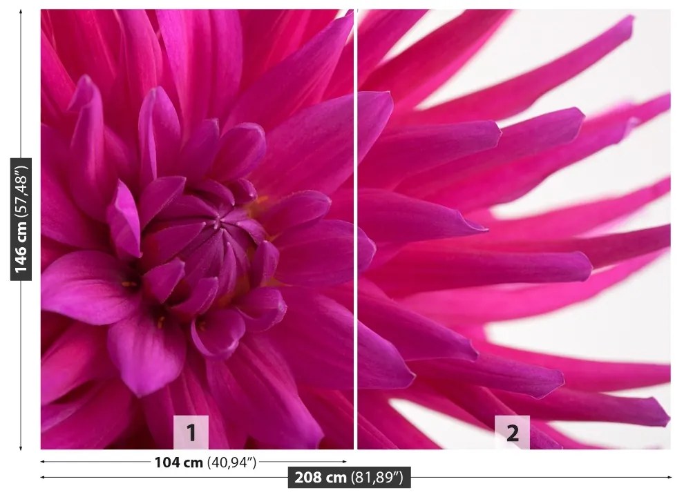 Fototapeta Dahlia Pink 104x70