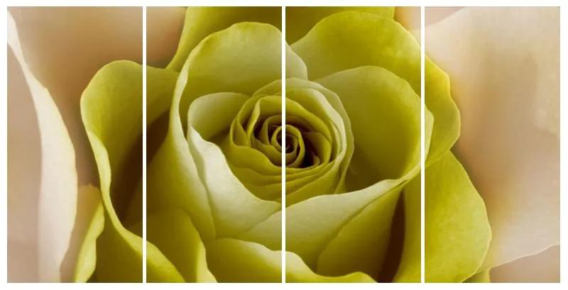 Obraz krásného květu žluté růže (160x80 cm), 40 dalších rozměrů