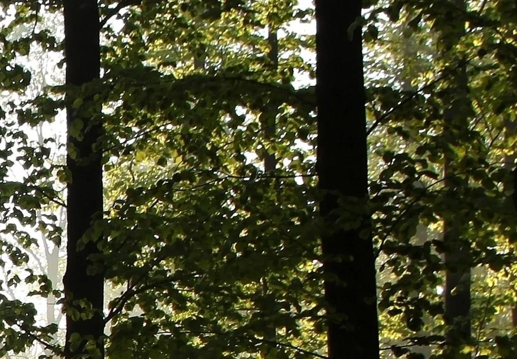 Třídílný obraz lesní kouzlo + háčky a hřebíčky ZDARMA Velikost (šířka x výška): 120x80 cm