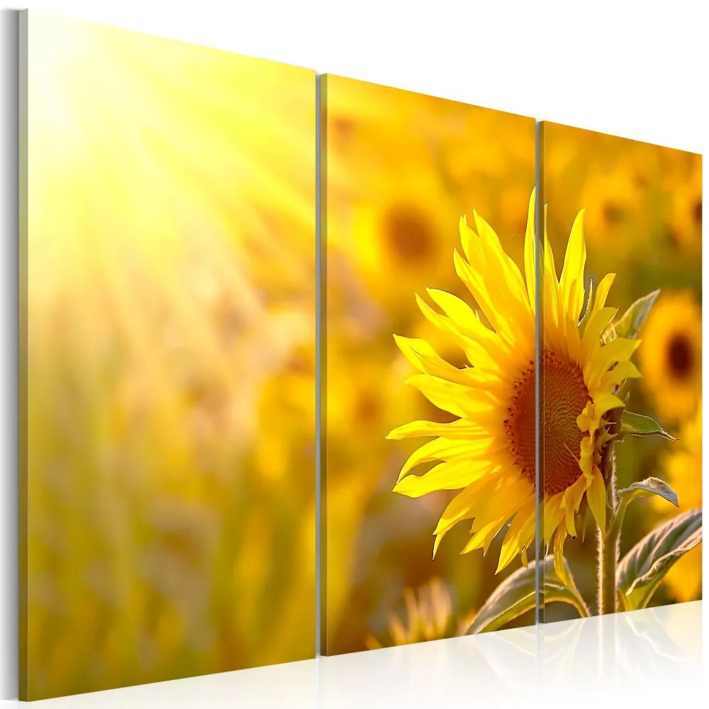 Obraz na plátně Bimago - Louka slunečnic 60x40 cm