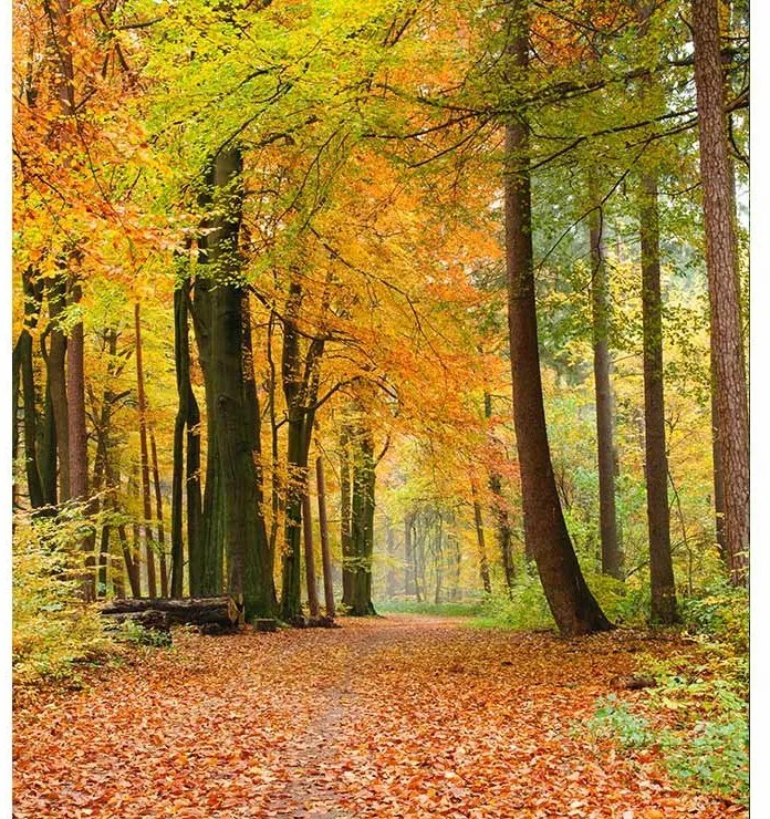 Vliesová fototapeta Podzimní les 225 x 250 cm + lepidlo zdarma / MS-3-0099 vliesové fototapety na zeď DIMEX