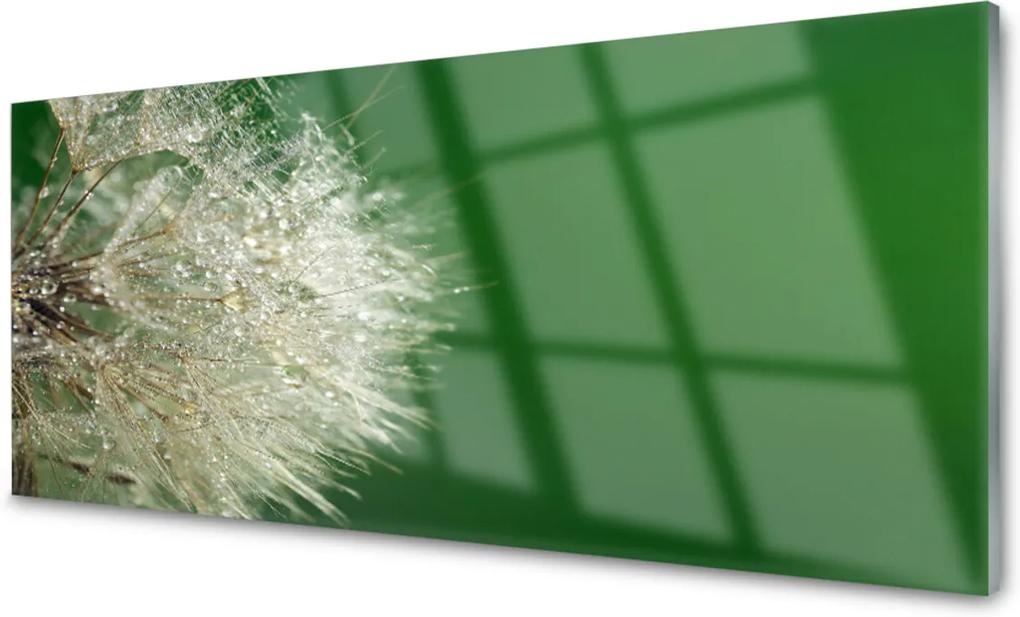 Obraz na skle Pampeliška Rostlina